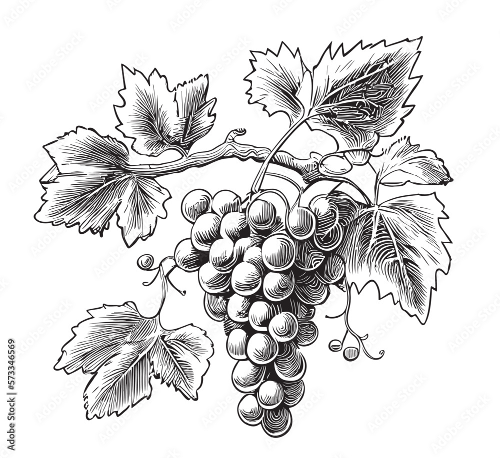 Bunch of grapes hand drawn sketch Vector illustration Fruits Stock ...