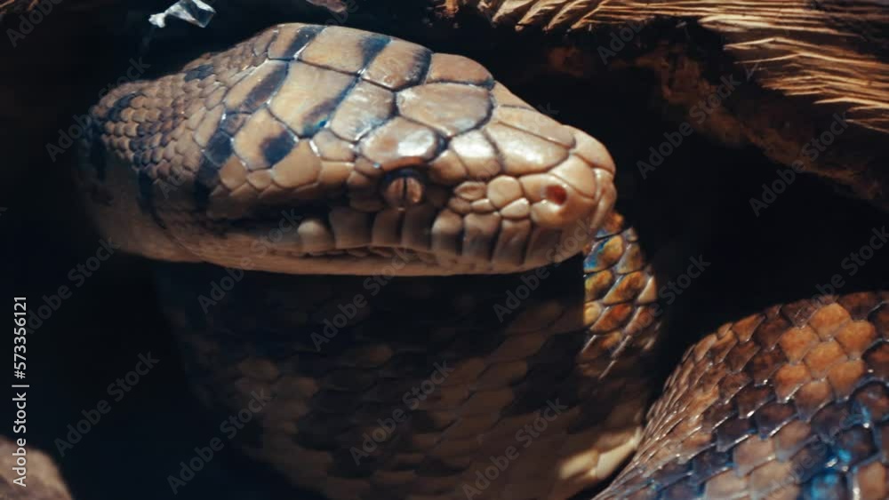 A scaly large reticulated python coiled up in a knot and waits for a ...