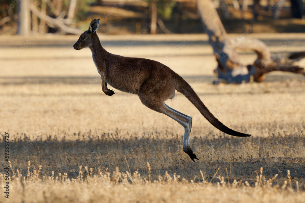 Jumping Western Grey Kangaroo - Macropus fuliginosus also giant or ...