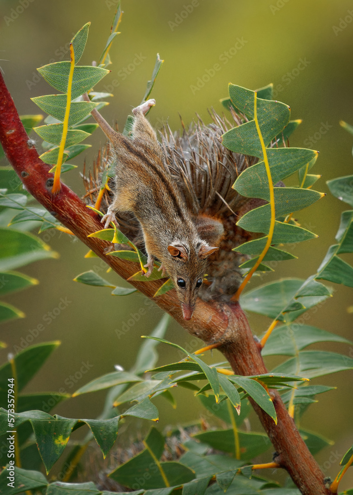 Honey Possum or noolbenger Tarsipes rostratus tiny marsupial feeds on ...