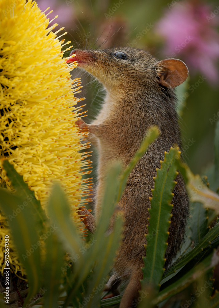 Honey Possum or noolbenger Tarsipes rostratus tiny marsupial feeds on ...