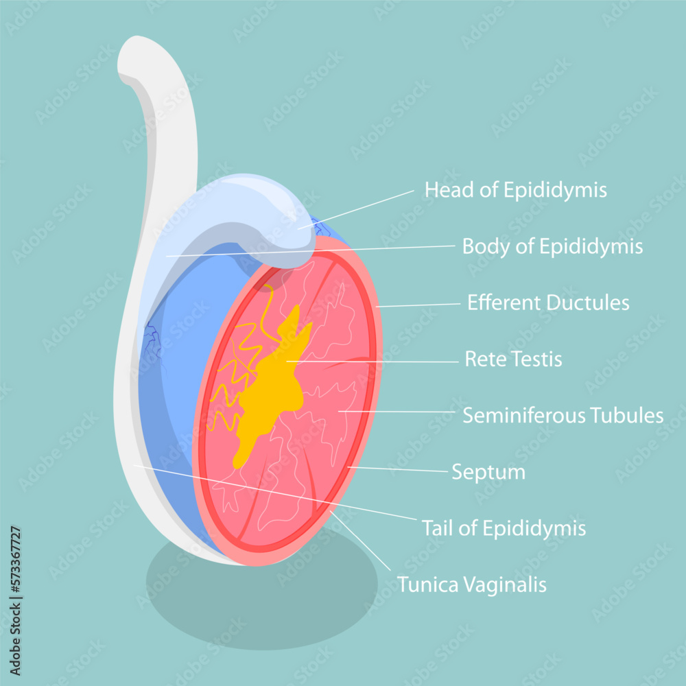 3D Isometric Flat Vector Conceptual Illustration of Testicle Anatomy ...