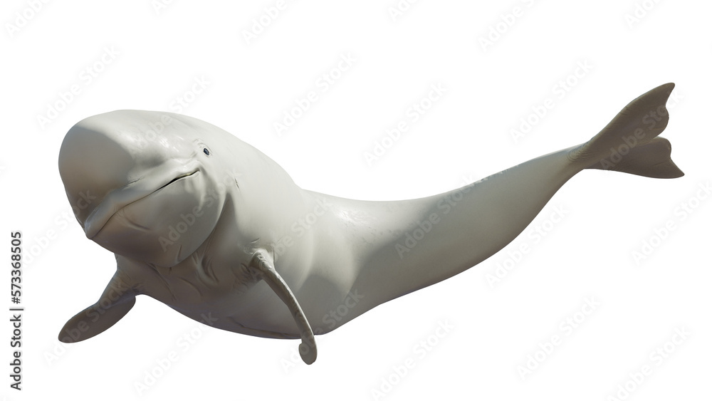 Beluga, Delphinapterus leucas, white whale isolated on transparent ...