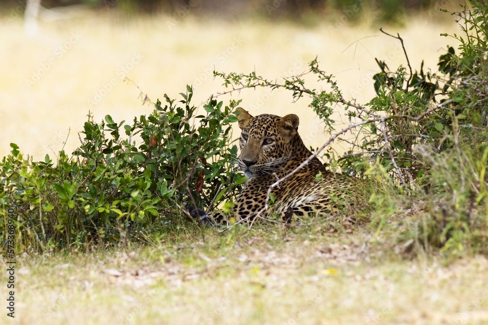 Ceylon leopard hidden in dense vegetation in Yala National Park on a ...