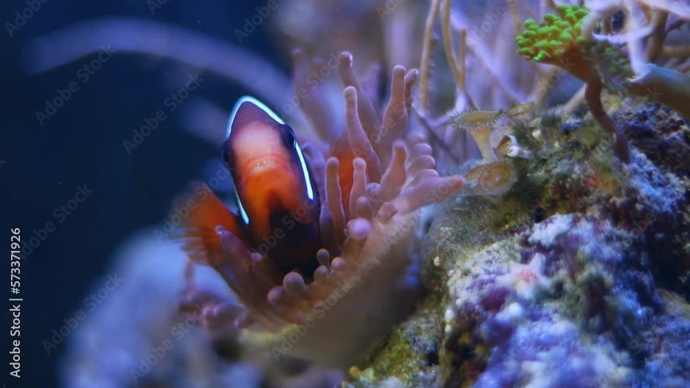 tomato clownfish play in a bubble tip anemone, predator animal move ...
