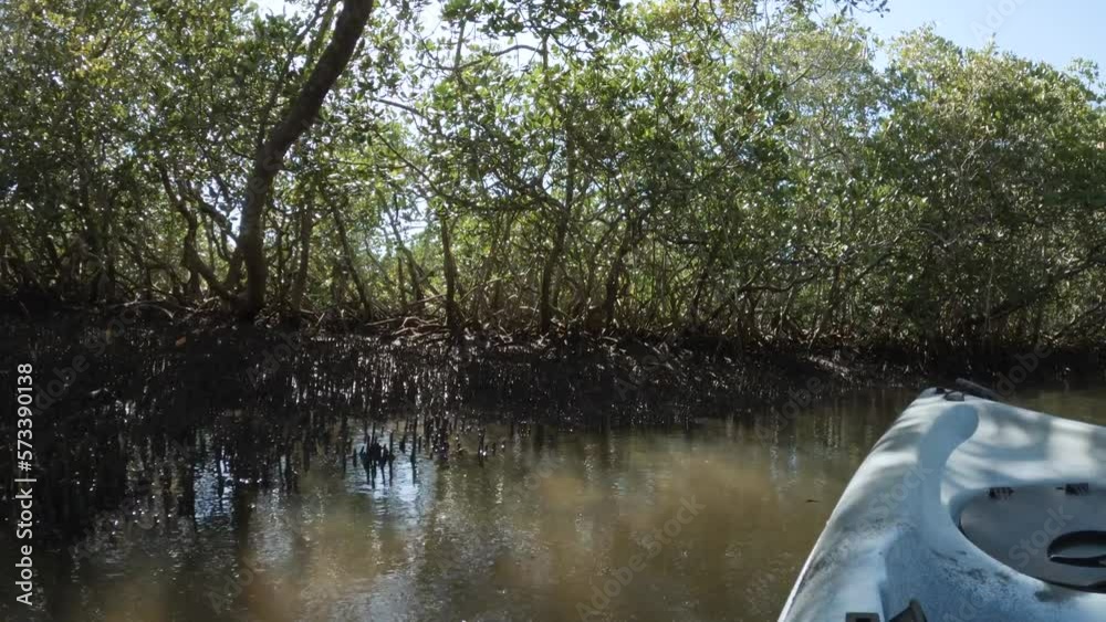Vidéo Stock Kayak winding its way through a protected mangrove ...