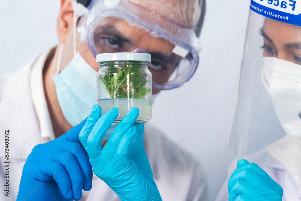 Scientist teams consult together with biochemistry plants tissue ...