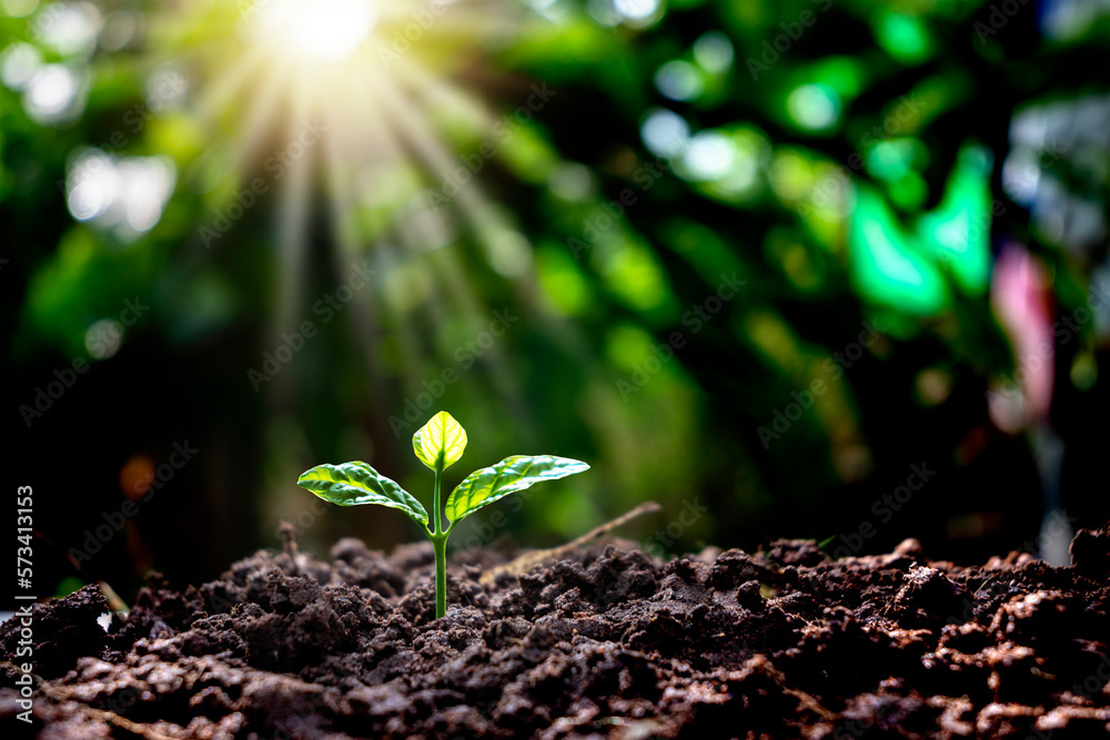 Young trees with green leaves growing in nature, sustainable plant ...