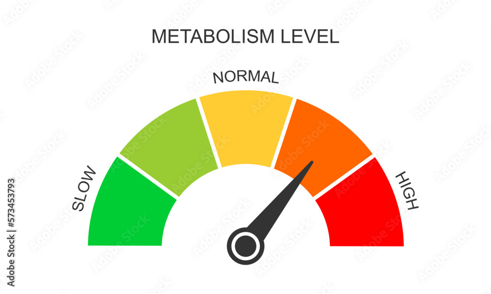 Metabolism meter dashboard with arrow. Metabolic levels from slow to ...