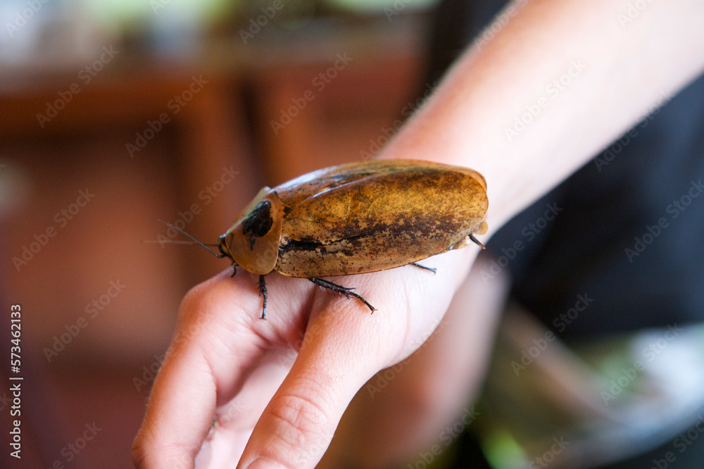 A giant cockroach at the Monteverde Butterfly Gardens in Monteverde ...