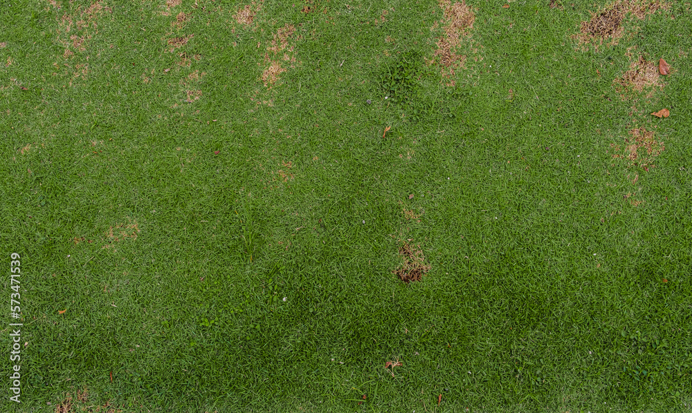 grass background with patches of dead grass perfect for material ...