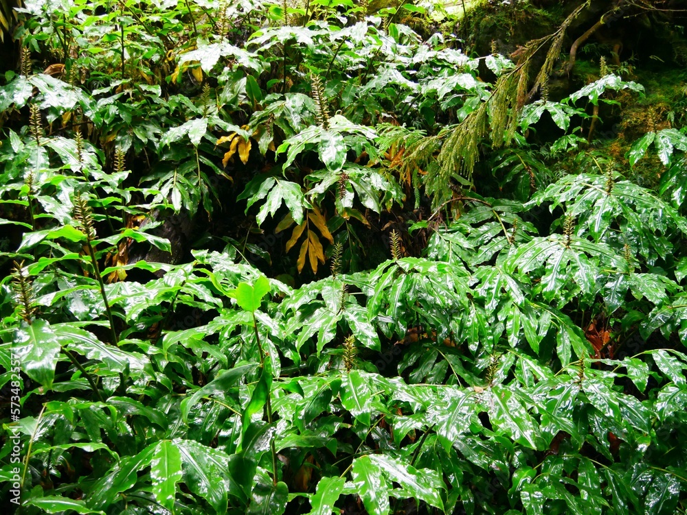 Plante Hedychium gardnerianum sur l'île de Sao Miguel dans l'archipel ...