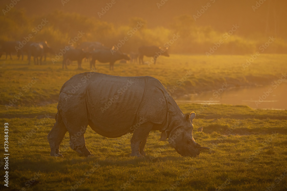 Endangered indian rhinoceros in the nature habitat of Kaziranga ...