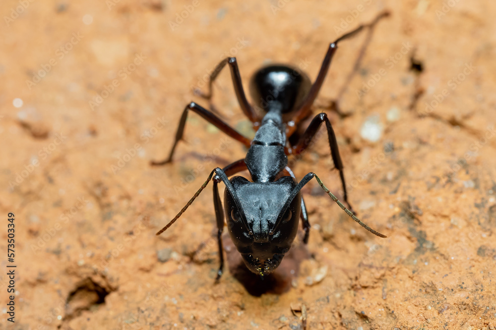 Carpenter ants (Camponotus spp.) large endemic ant indigenous to many ...