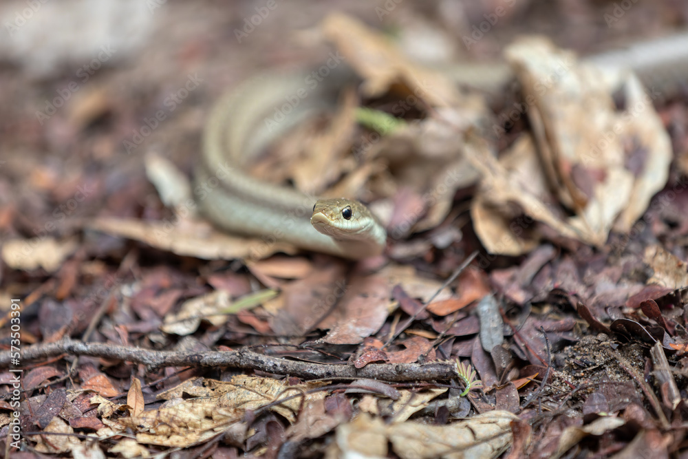 Leioheterodon modestus, known as the blonde hognose snake, endemic ...