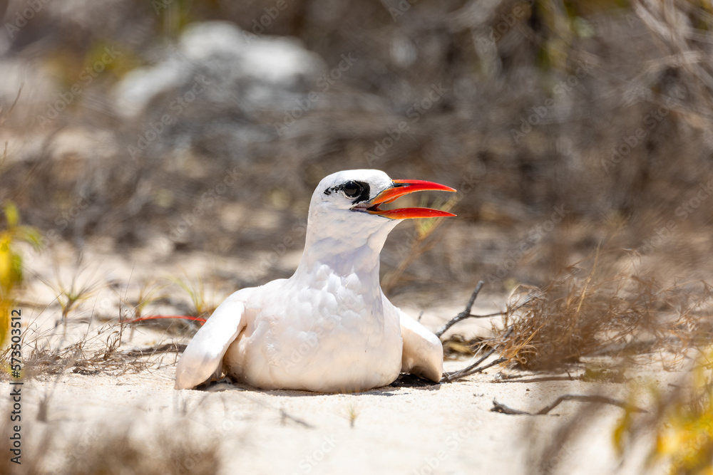The red-tailed tropicbird (Phaethon rubricauda). Seabird native to ...