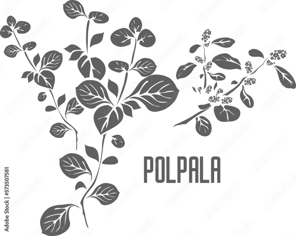 Polpala stem vector silhouette. Aerva lanata medicinal herbal outline ...