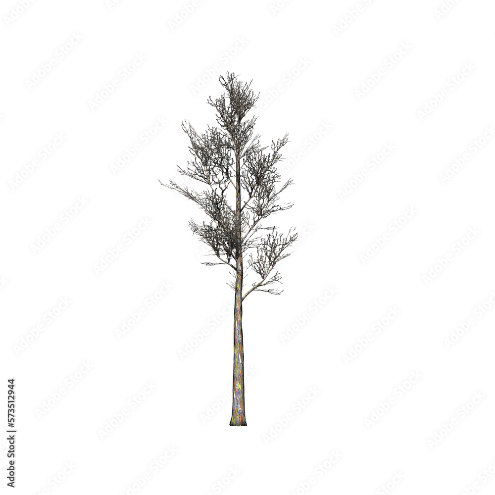 Rainbow Gum tree in winter isolated on PNG transparent background - use ...
