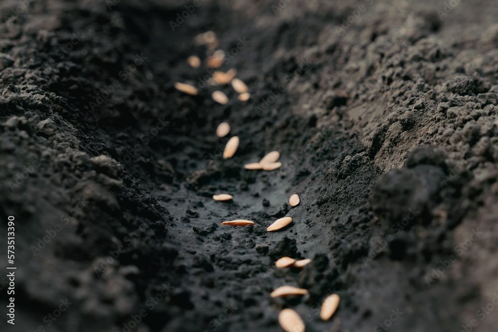 Sowing season. Sowing seeds closeup. Planting seeds soil ground earth ...