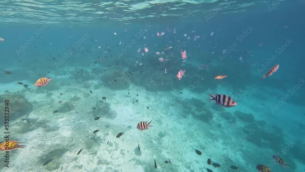 Shoals of black and white striped damsel tropical fish swimming over ...