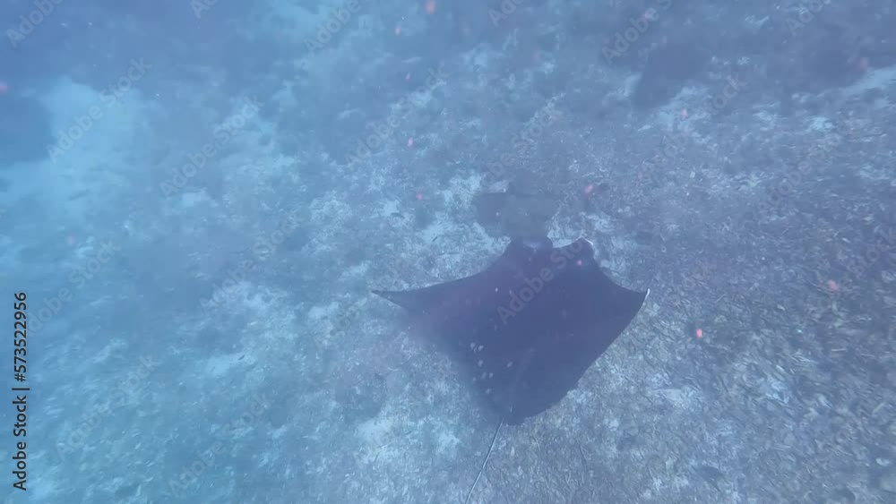 Large manta ray visiting cleaning station on coral reef at Flores ...
