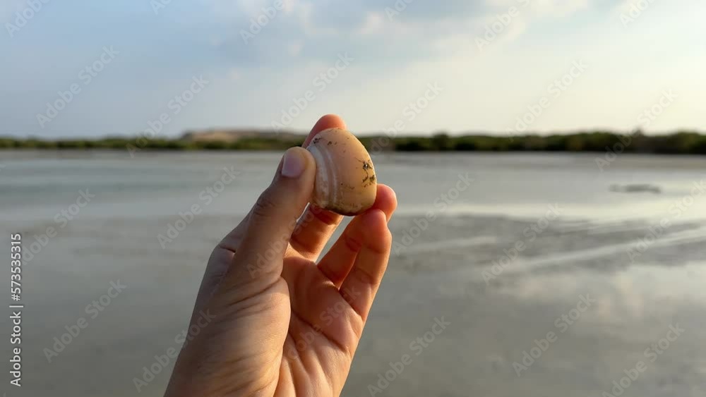 beautiful female hand fingers picking sea shell oyster seafood mangrove ...