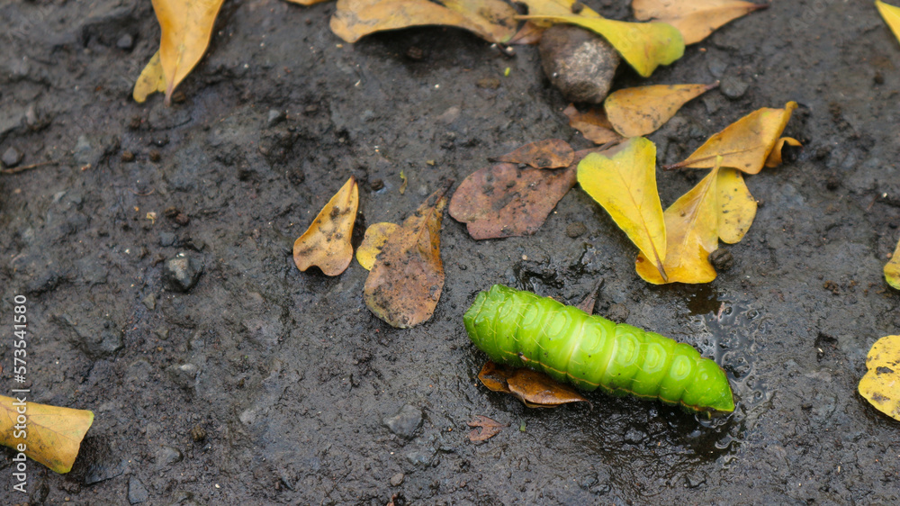 Larva (caterpillar) of the luna moth (Actias luna), one of the giant ...