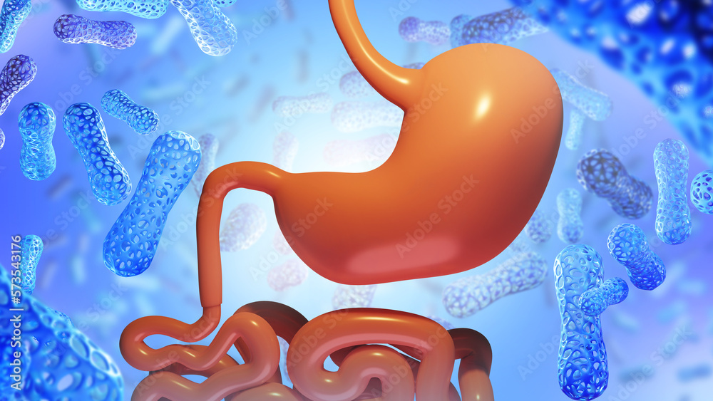 Microbiome and probiotics. Human stomach and intestines. Microflora of ...