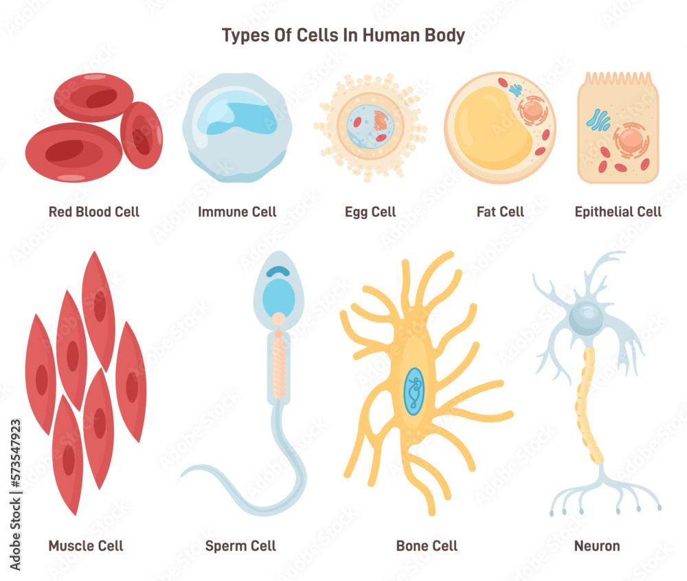 Types of cells in human body. Labeled inner human organ tissue part ...