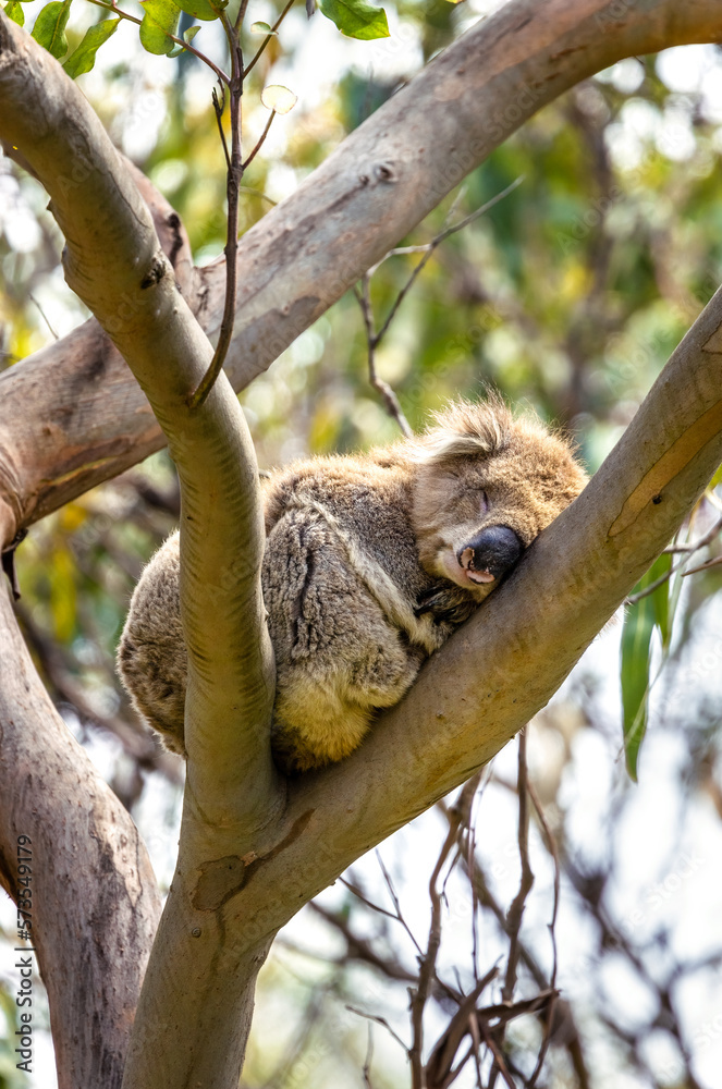 A sleeping koala, Phascolarctos cinereus, in a eucalyptus tree on the ...