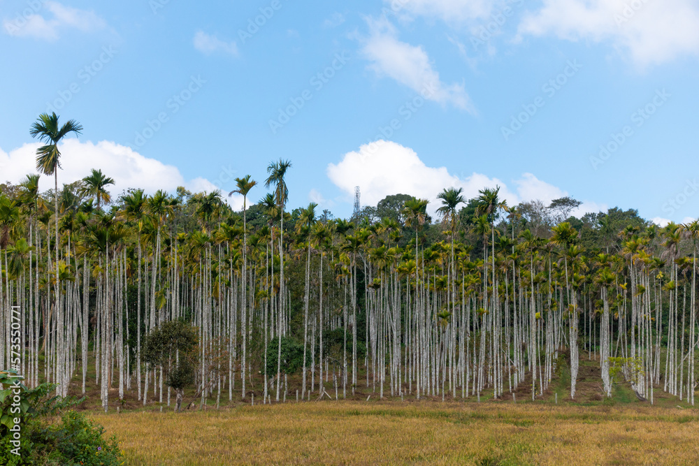 areca nut or betel nut palm tree plantation Stock Photo | Adobe Stock