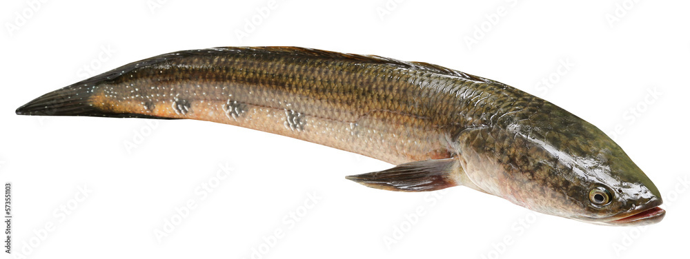 Giant Snakehead known as gozar fish in Bangladesh Stock Photo | Adobe Stock