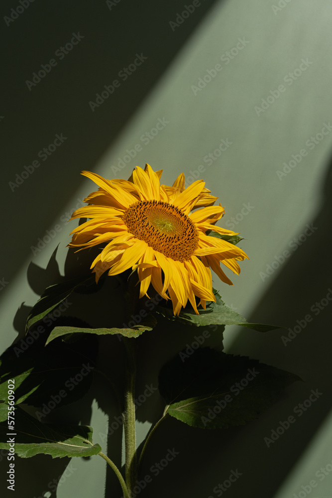 Sunflower bud in aesthetic sunlight shadows on green background ...