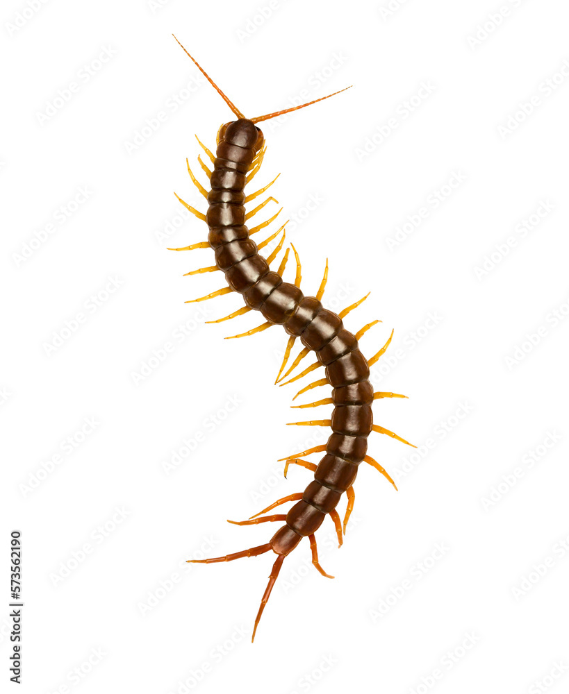centipede (Scolopendra sp.) centipede isolated on transparent ...