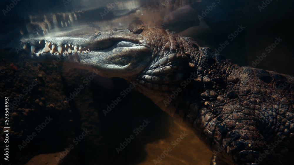 Wildlife, dangerous animal. An underwater crocodile with its head ...