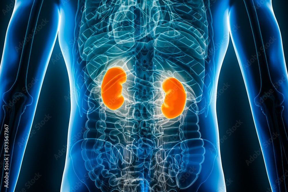 Xray posterior or back view of human kidneys 3D rendering illustration ...