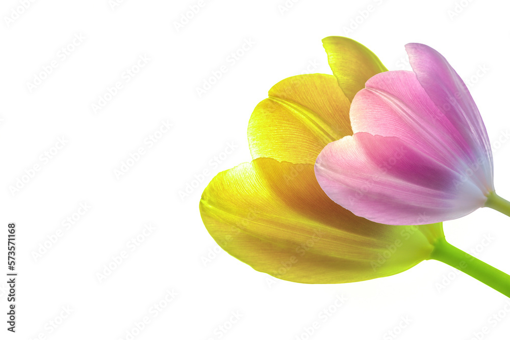 Hot Tulips of two different colors and sizes isolated on a white ...