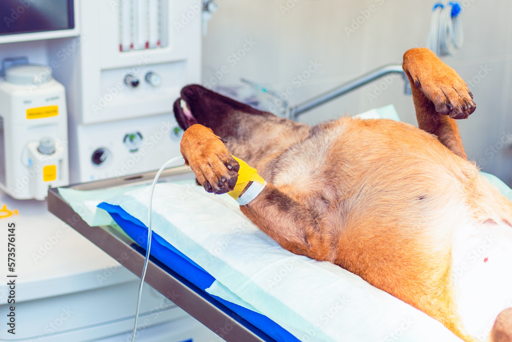 Dog under the anesthesia waiting surgery act in a vet clinic ...