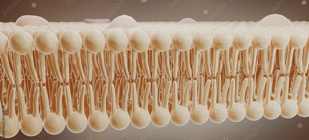 Cell membrane structure , Lipid bilayer illustration Stock Illustration ...