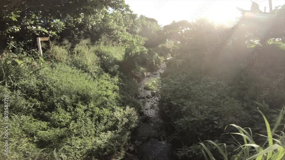 verticle look up view to a narrow stream of river in flourish ...