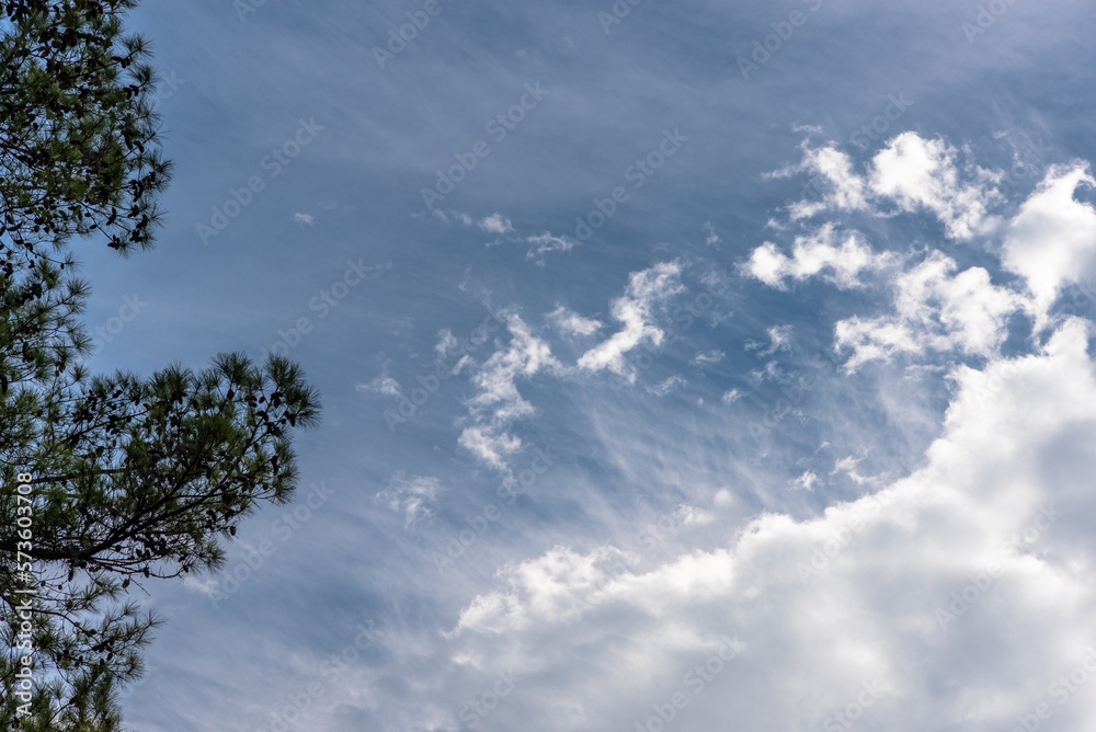 Blue sky with wispy wind driven clouds and loblolly pine tree ภาพถ่าย ...