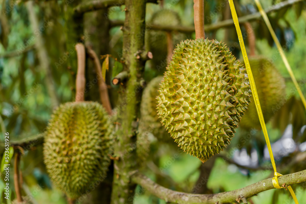 durians on the durian tree in organic durian orchard . famous fruit of ...