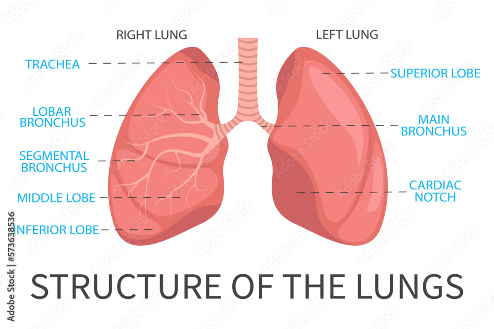 Poster Human lungs system, lung Anatomy, structure of the lungs – Wall ...