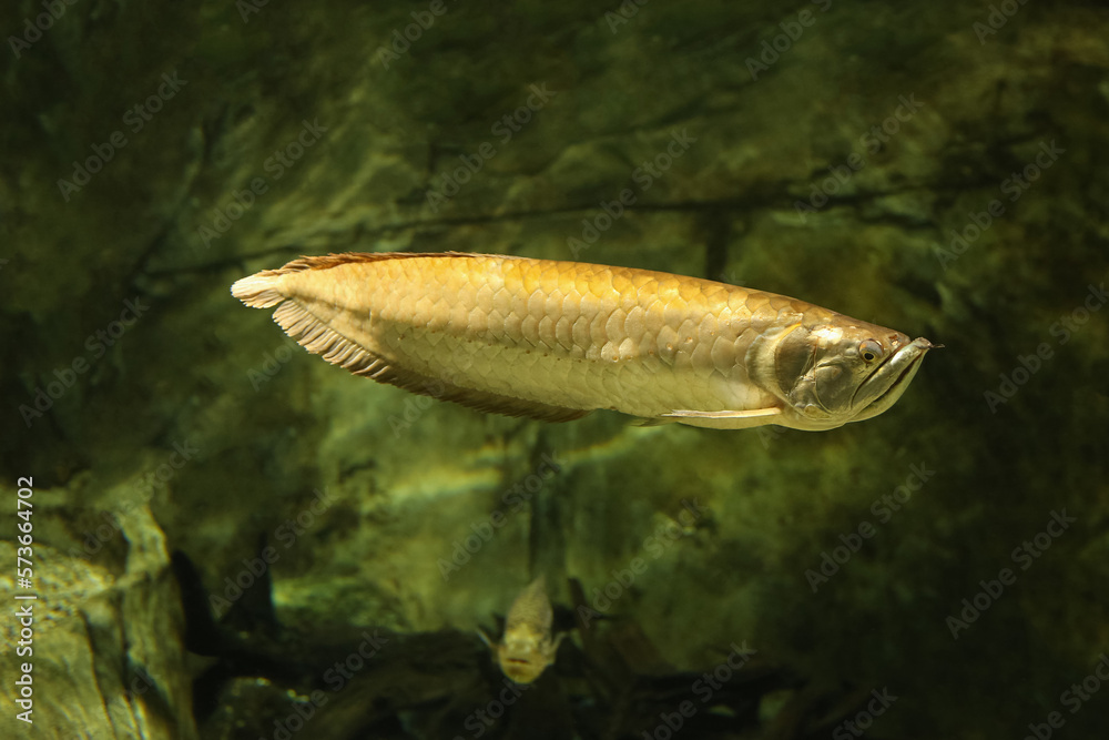 platinum silver arowana (osteoglossum bicirrhosum) most expensive fish ...
