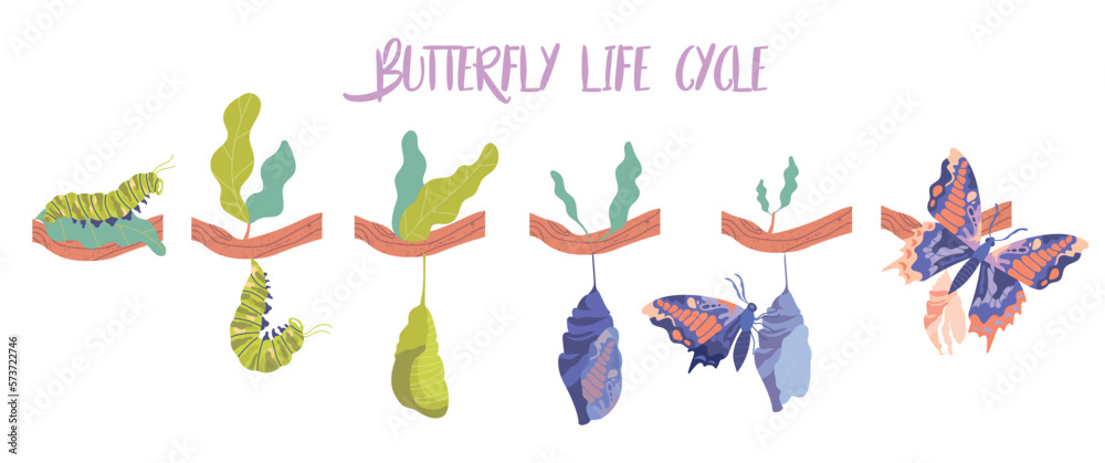 Butterfly life cycle concept. Stages of insect growth, biology and ...