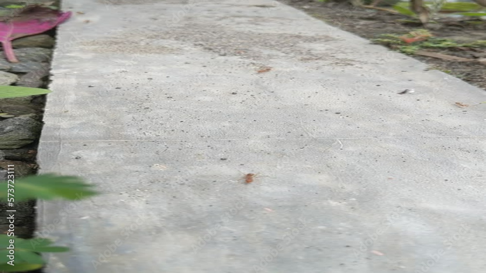Kerengga, shells or rangrang are large red ants which are known to have ...