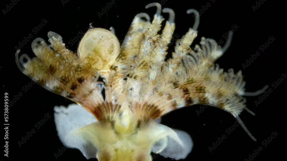 Worm Polychaeta, family Serpulidae under a microscope. Filter feeders ...
