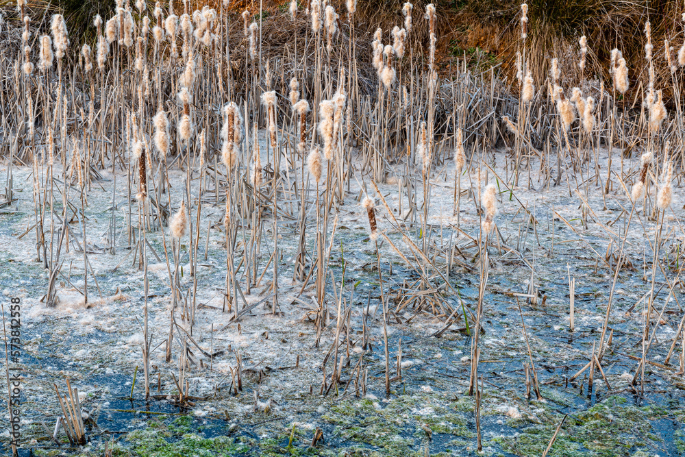 Typha latifolia. Lagoon with broadleaf cattail plants, with their ...