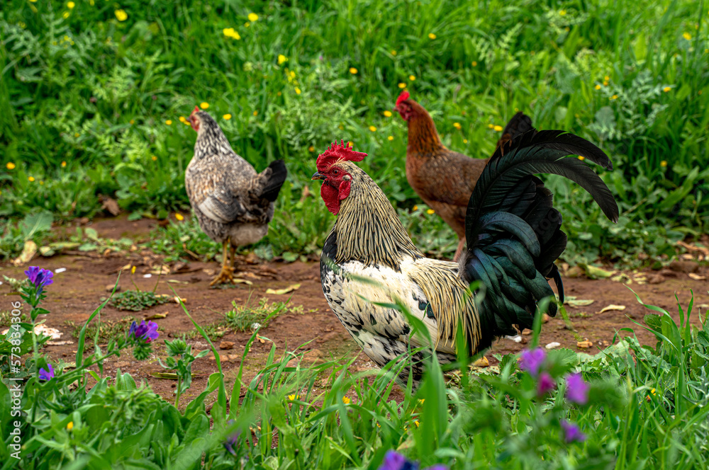 gallinas y gallos seueltos en la naturaleza comiendo y libres con ...