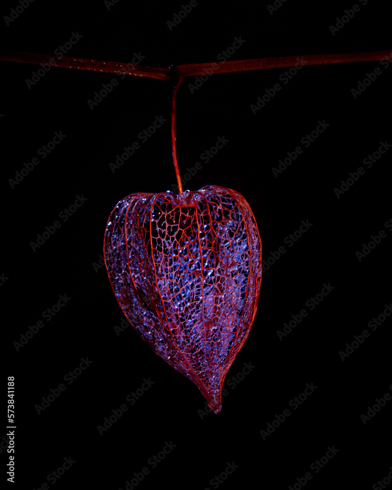 Alkekengi officinarum, the bladder cherry, Chinese lantern, Japanese ...